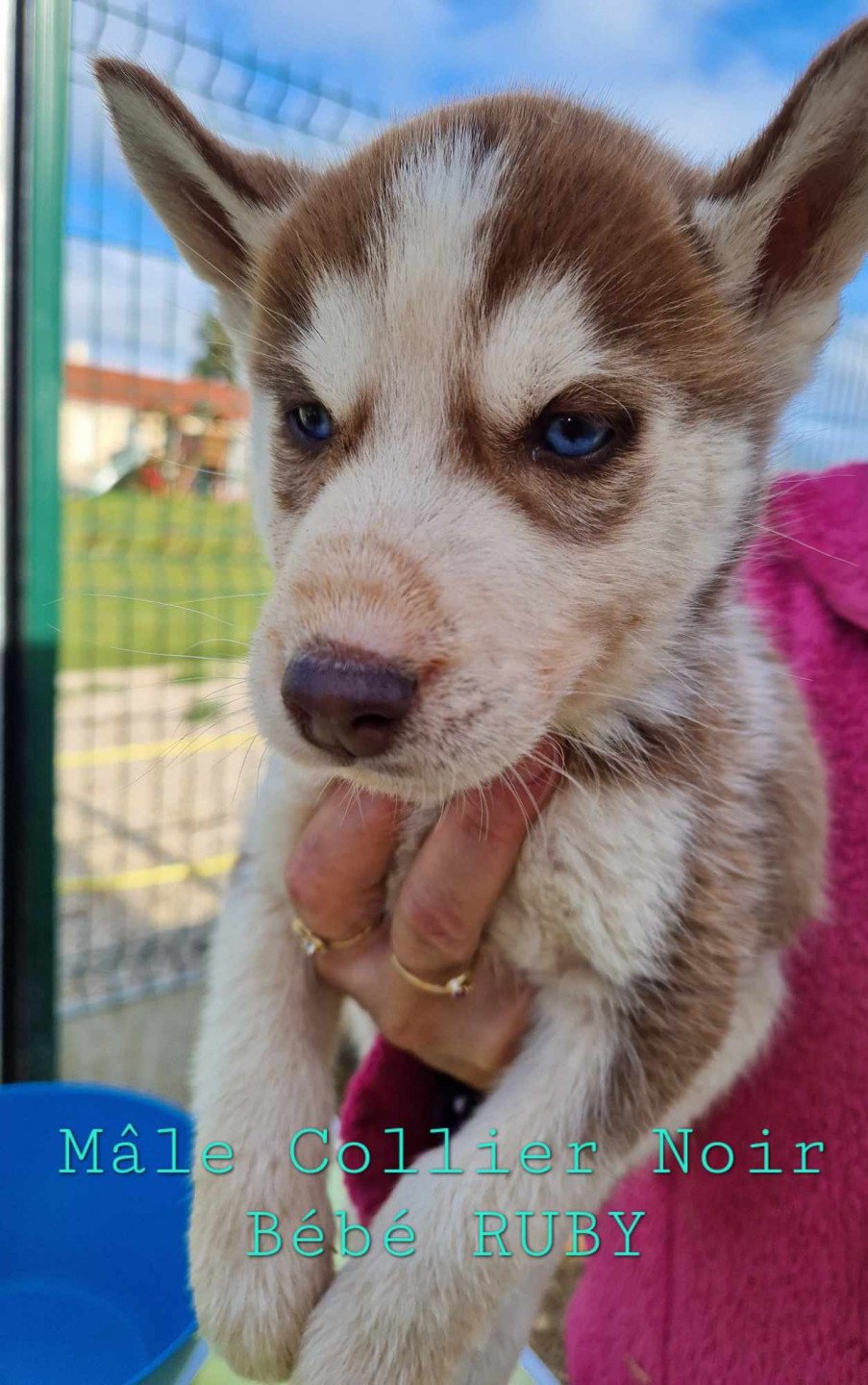 Ucky - Chiot d'apparence Husky de siberie Marne | Husky Family